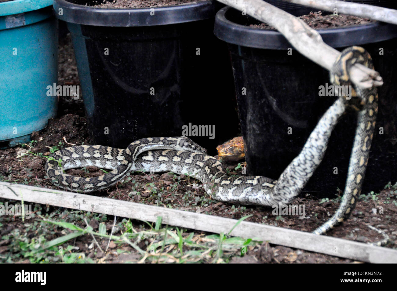 Carpet python and cane toad hi-res stock photography and images - Alamy