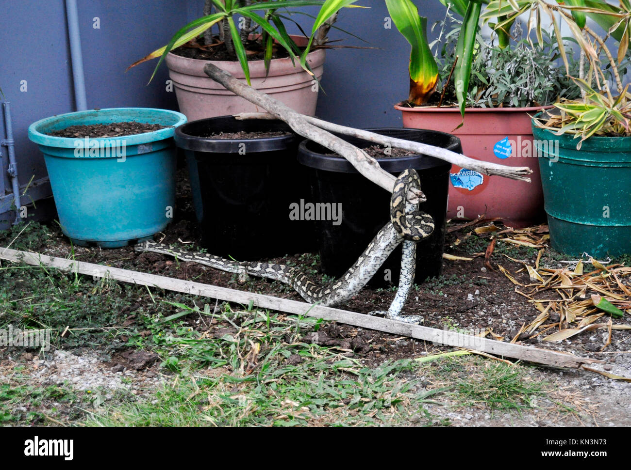 Australian carpet python morelia spilota killing canetoad bufo marinus ...