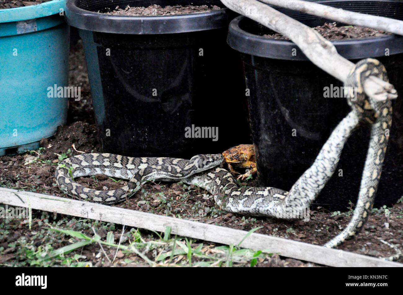 Australian carpet python morelia spilota killing canetoad bufo marinus ...