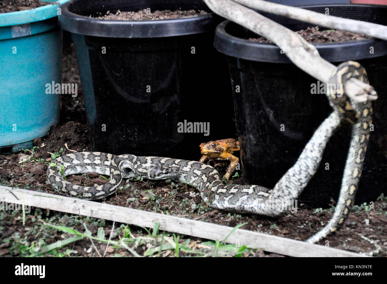 Snake squeezes cane toad hi-res stock photography and images - Alamy