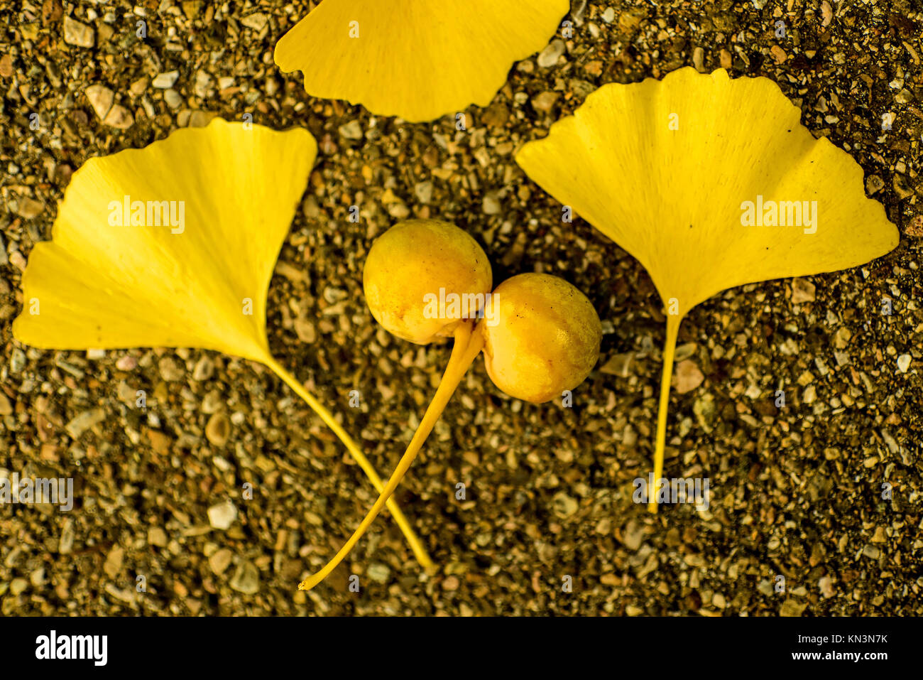 Ginkgo color hi-res stock photography and images - Alamy