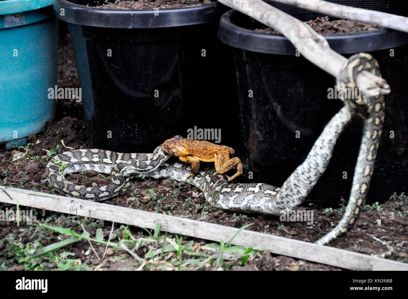 Cane toad snake hi-res stock photography and images - Alamy