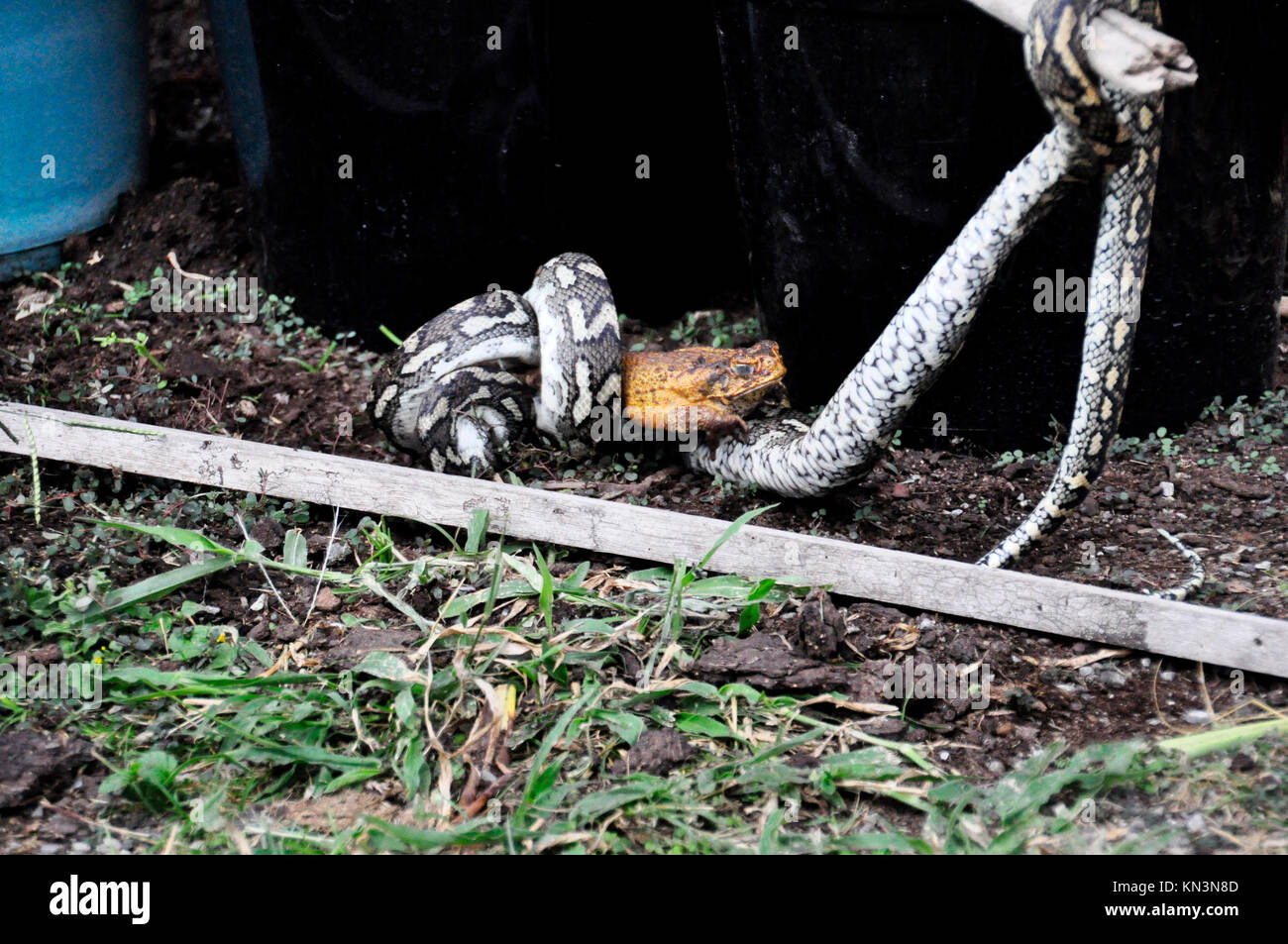 Cane toad snake High Resolution Stock Photography and Images - Alamy
