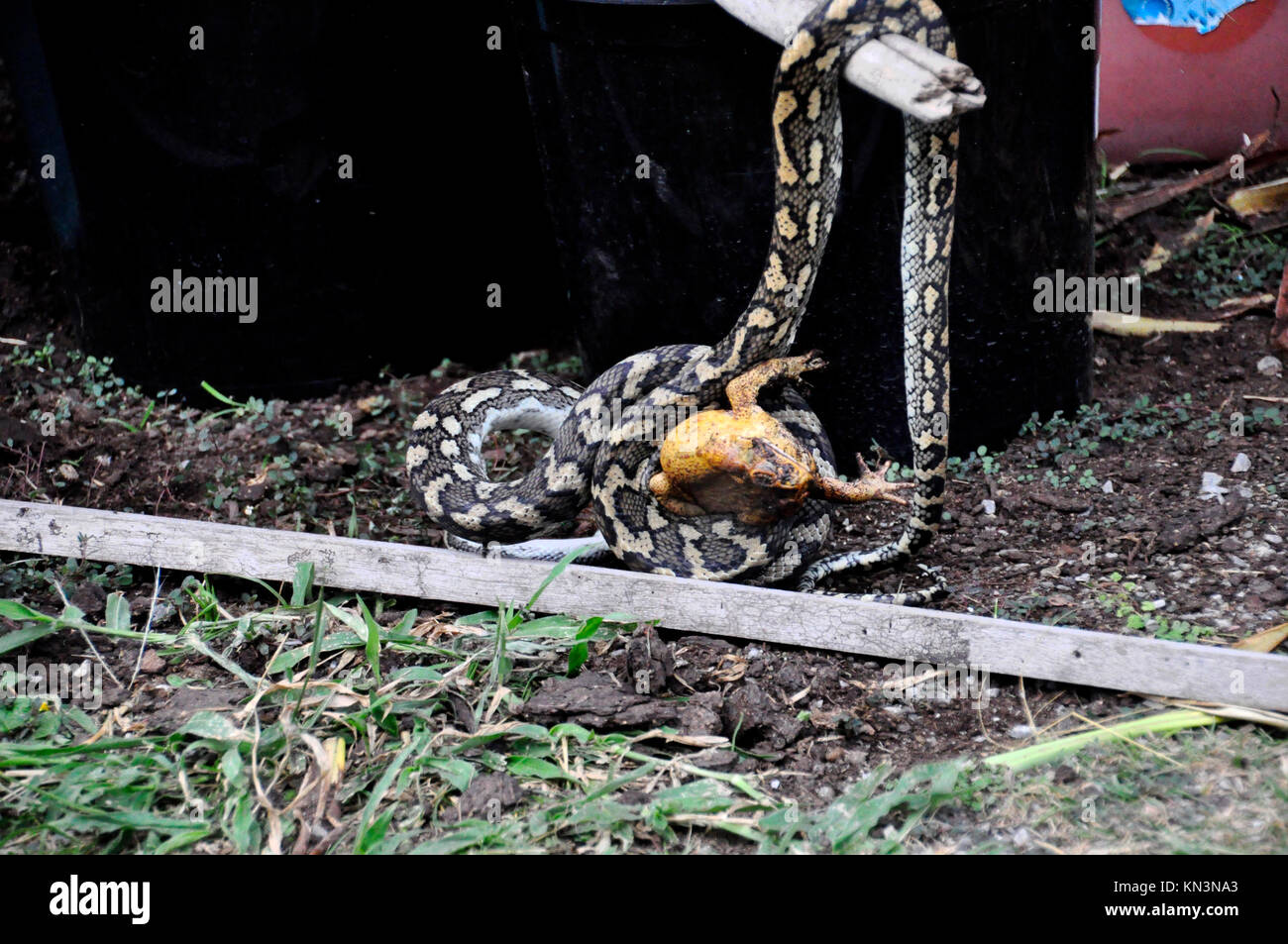 Australian carpet python morelia spilota killing canetoad bufo marinus ...