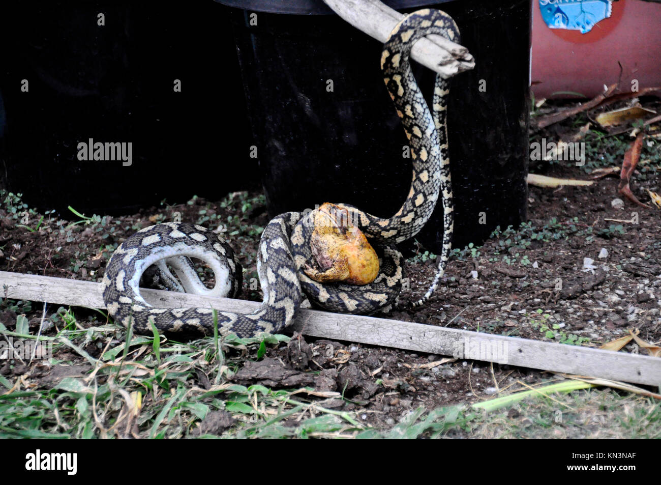 Python killing hi-res stock photography and images - Alamy