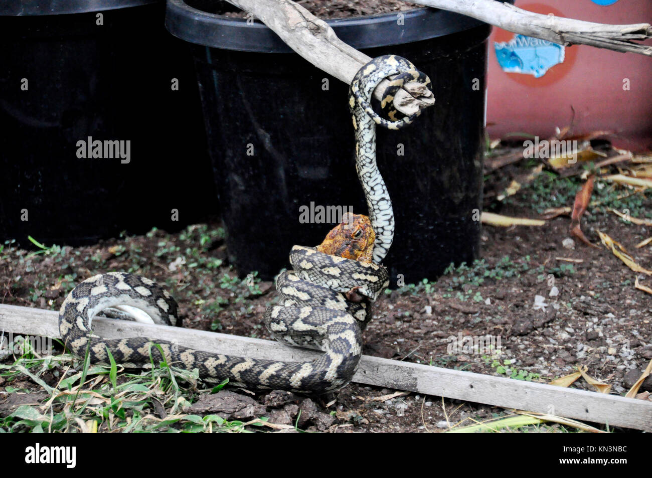 Cane toad snake hi-res stock photography and images - Alamy