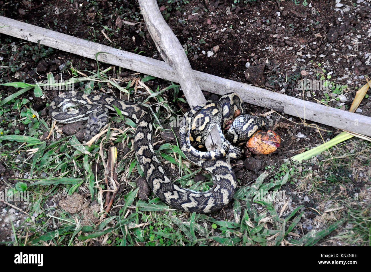 Snake squeezes cane toad hi-res stock photography and images - Alamy