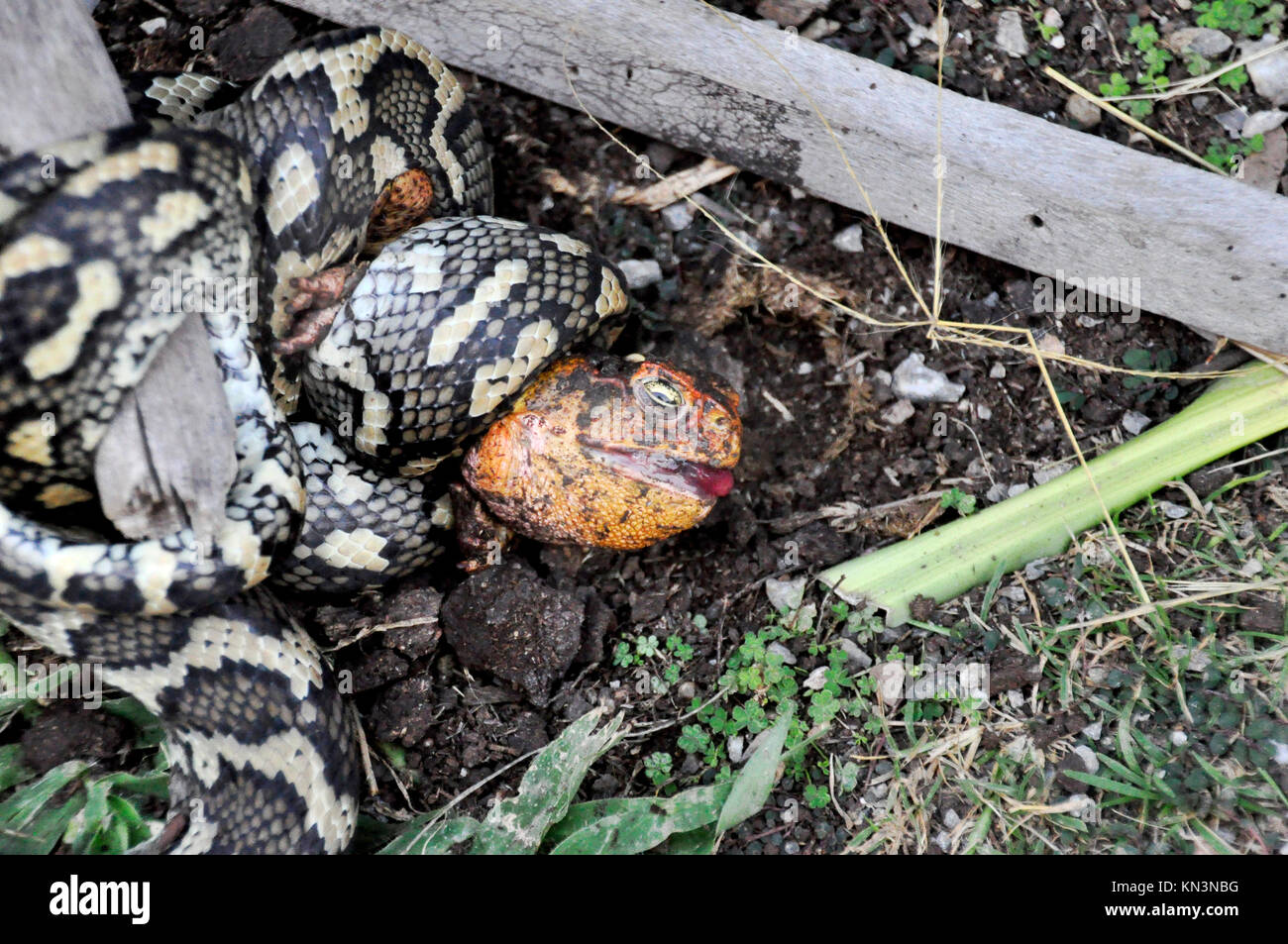 Real python hi-res stock photography and images - Alamy