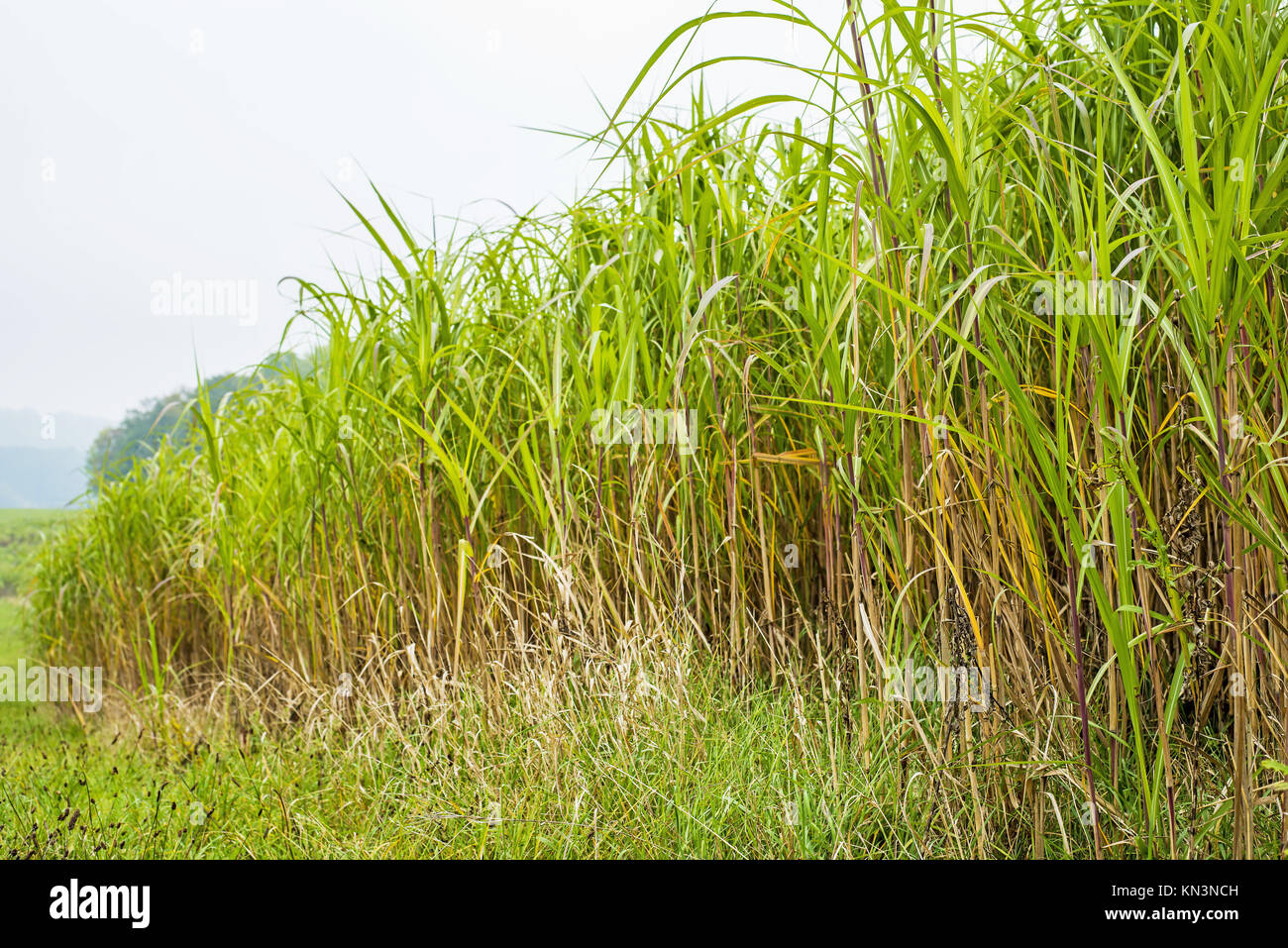 Switchgrass field hi-res stock photography and images - Alamy