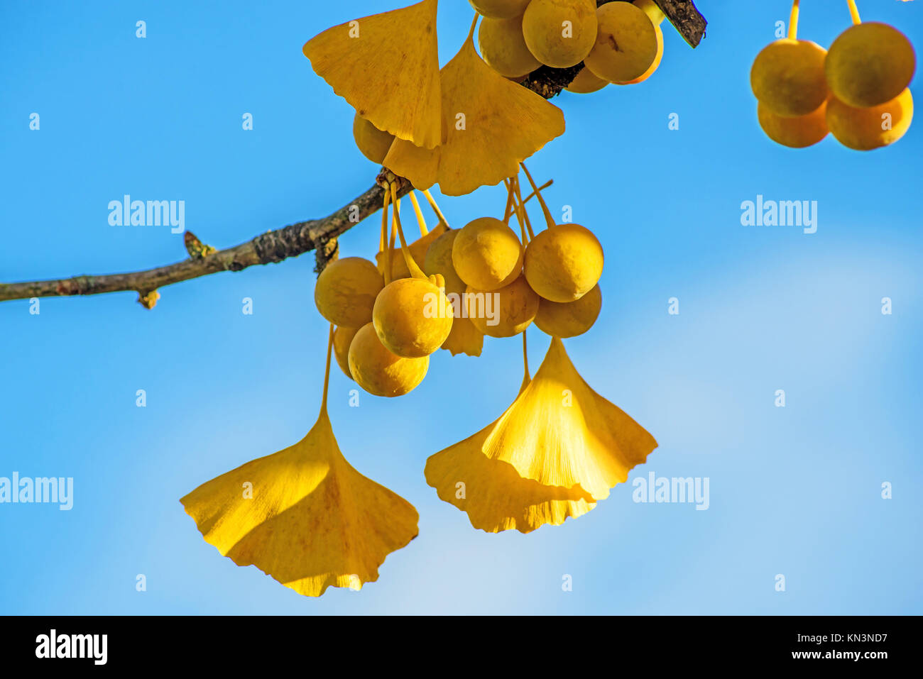 Ginkgo color hi-res stock photography and images - Alamy