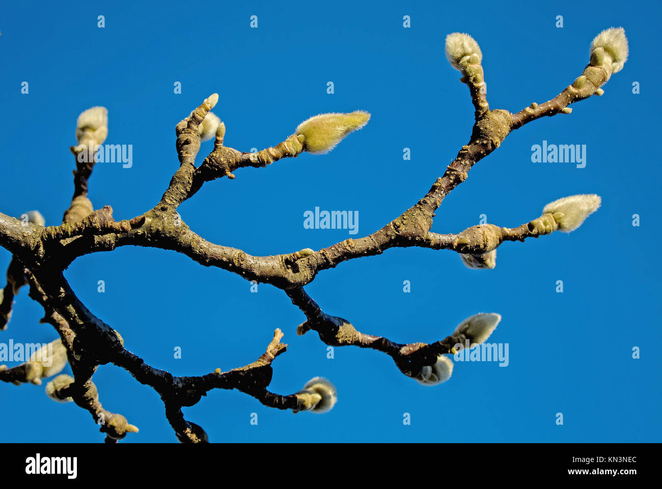 Bud in winter hi-res stock photography and images - Alamy