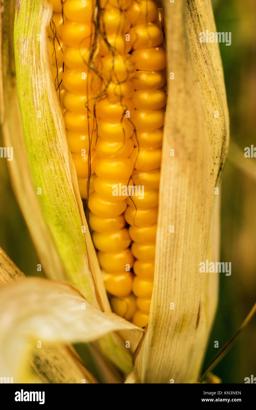 Ripe corn with peel Stock Photo - Alamy