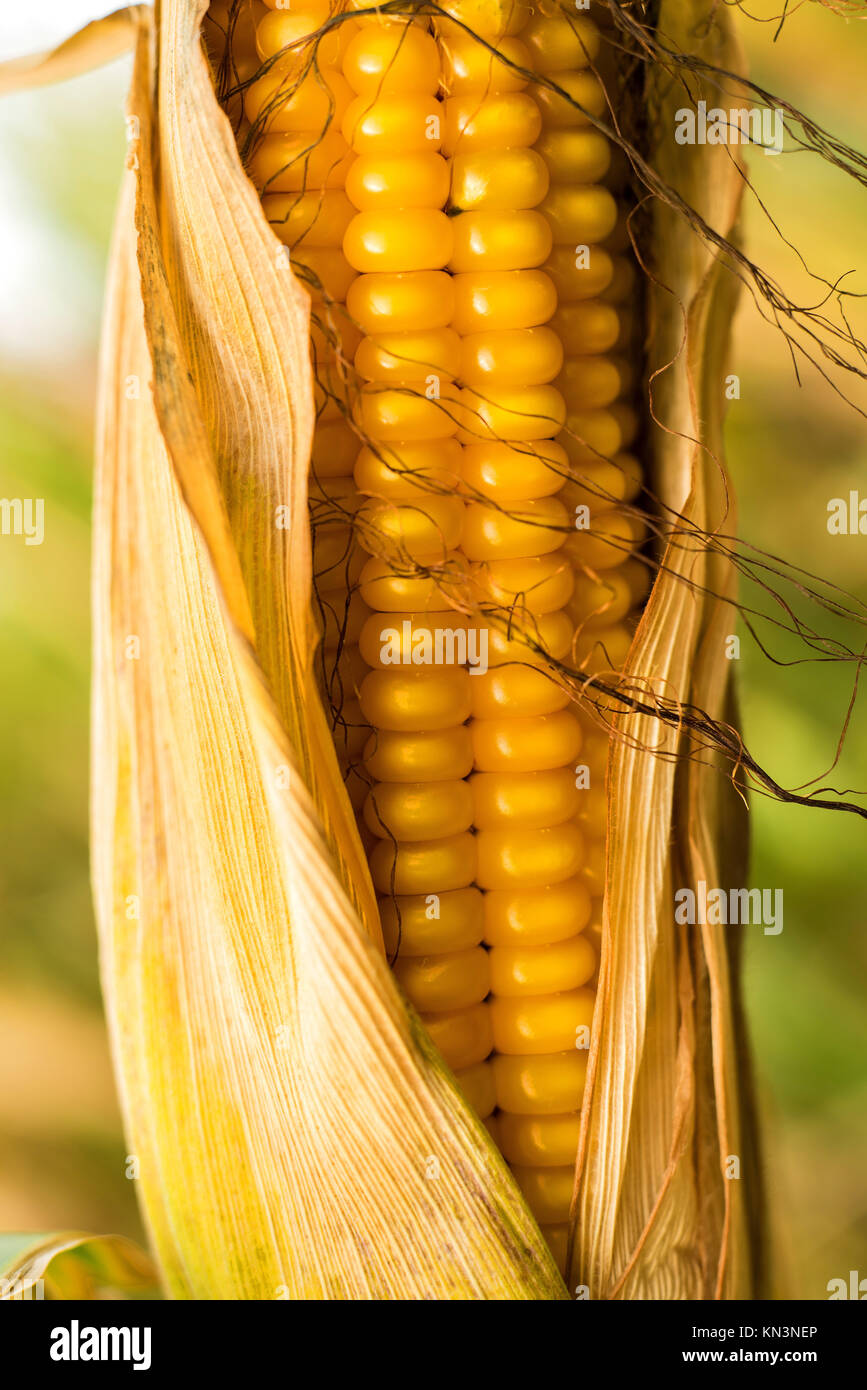 Corn peel hi-res stock photography and images - Alamy
