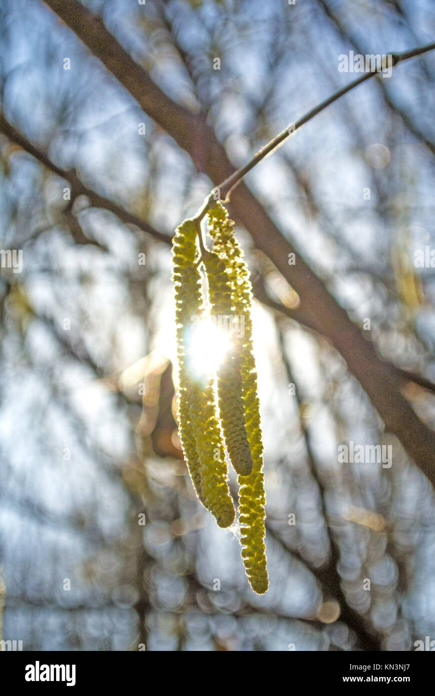Hazelnut bloom hi-res stock photography and images - Alamy