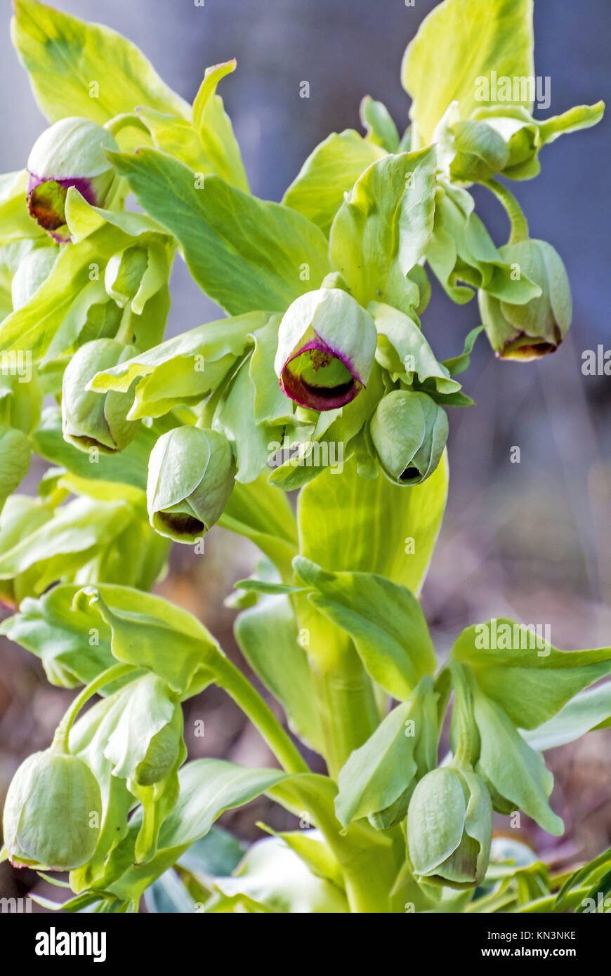 Bears foot; Helleborus foetidus Stock Photo - Alamy Bears foot; Helleborus foetidus Stock Photo - Alamy