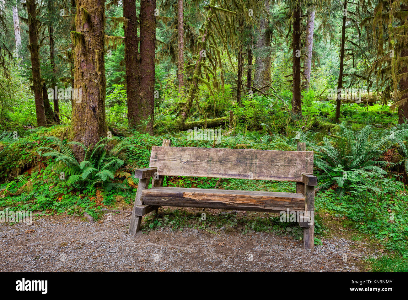 Hoh Rainforest In The Olympic National Park High Resolution Stock ...
