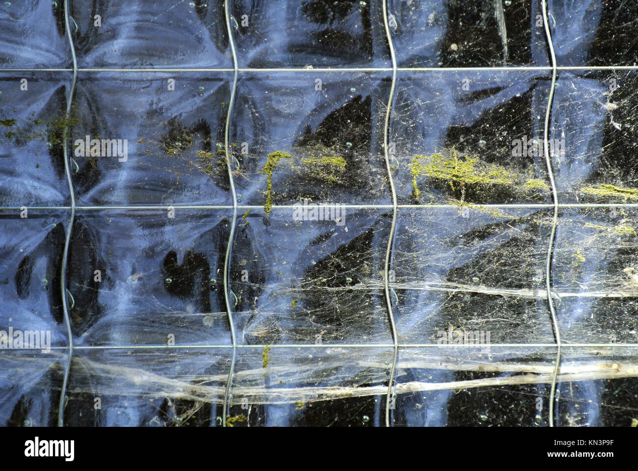 Window with grid and spider web Stock Photo - Alamy