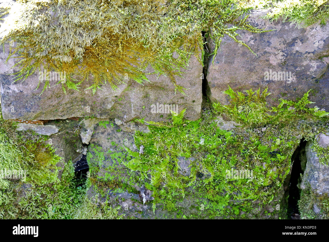 Castle wall with moss hi-res stock photography and images - Alamy