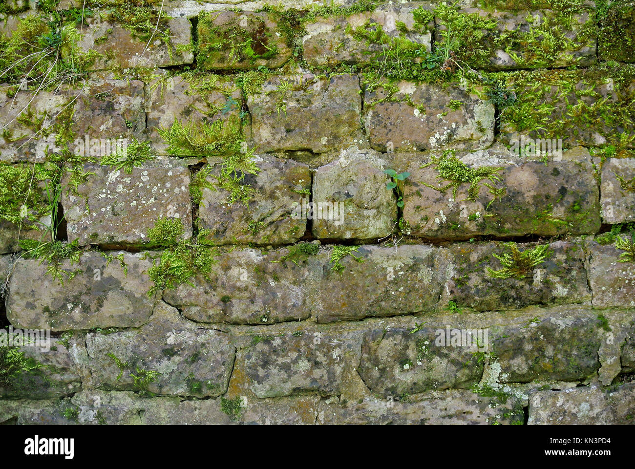 Green old texture hi-res stock photography and images - Alamy