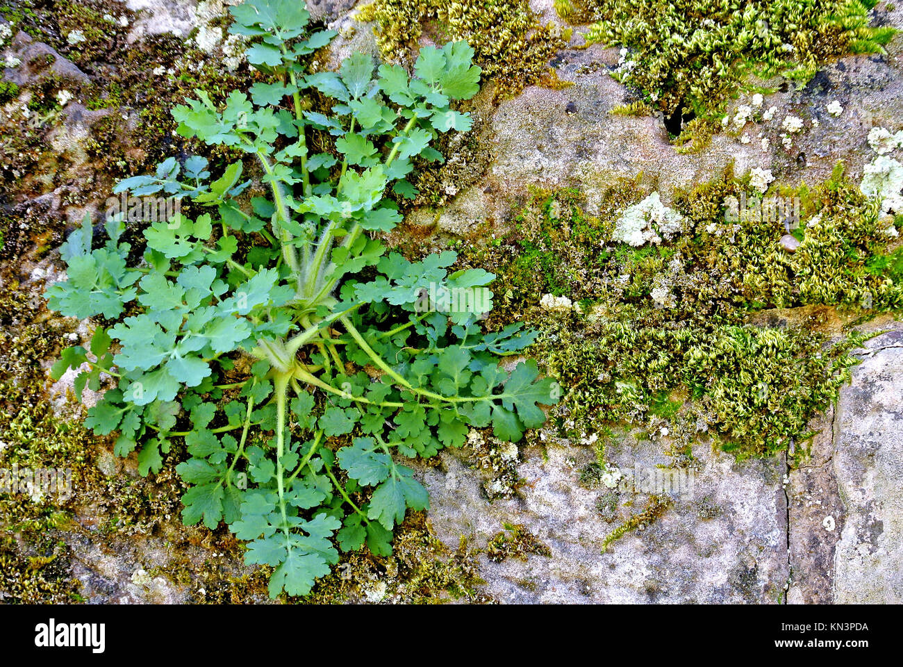 Swallowwort hi-res stock photography and images - Alamy