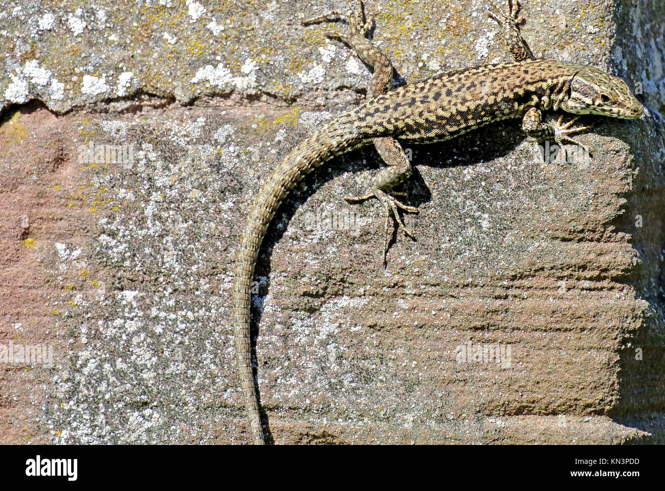 Lizard standing hi-res stock photography and images - Alamy