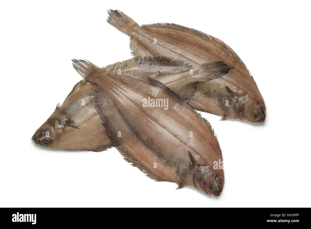 Megrim High Resolution Stock Photography and Images - Alamy