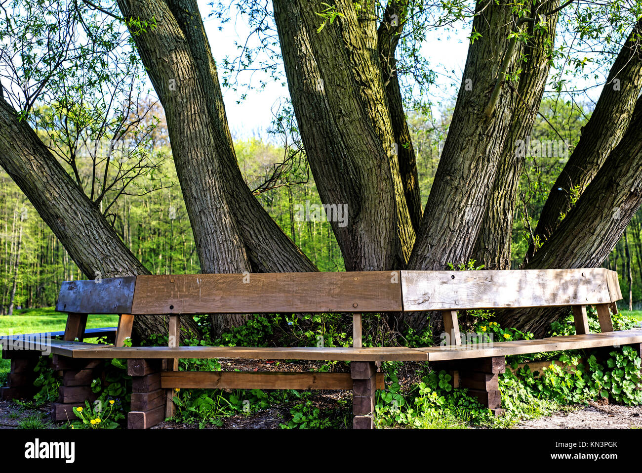 Old bench tree hi-res stock photography and images - Alamy