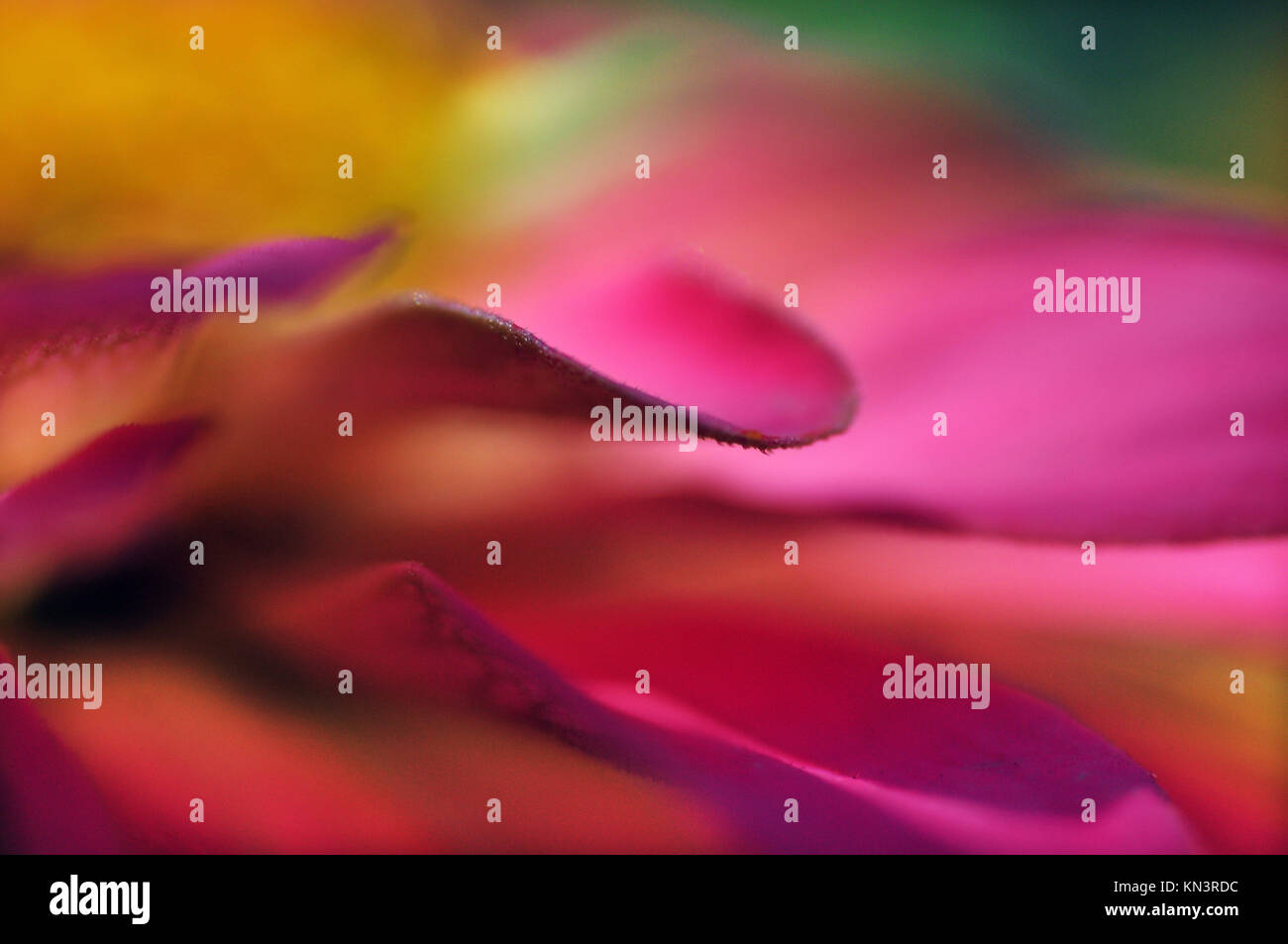 Flower petal details hi-res stock photography and images - Alamy