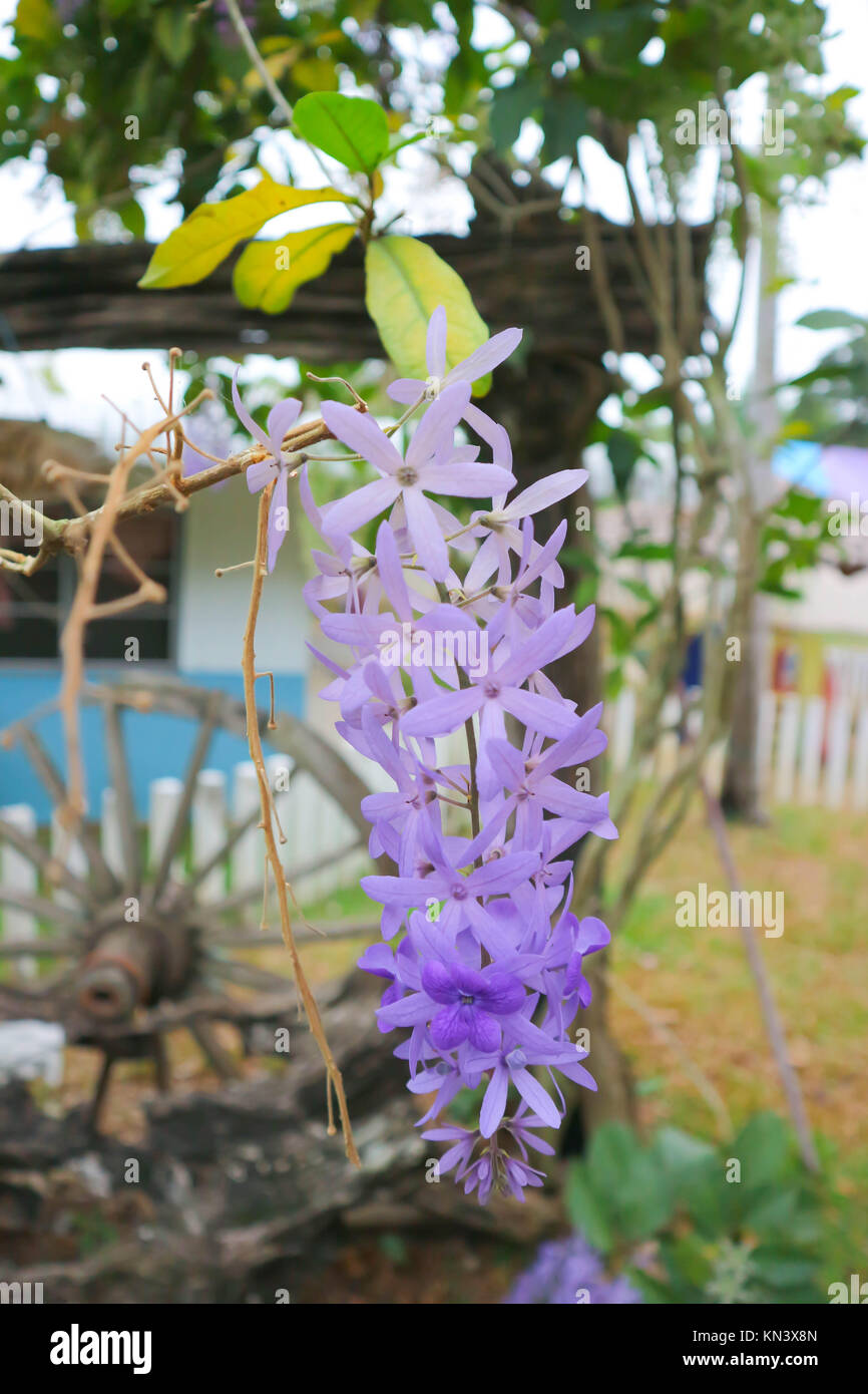Petrea volubilis or Sandpaper Vine or Queens Wreath flower Stock Photo ...