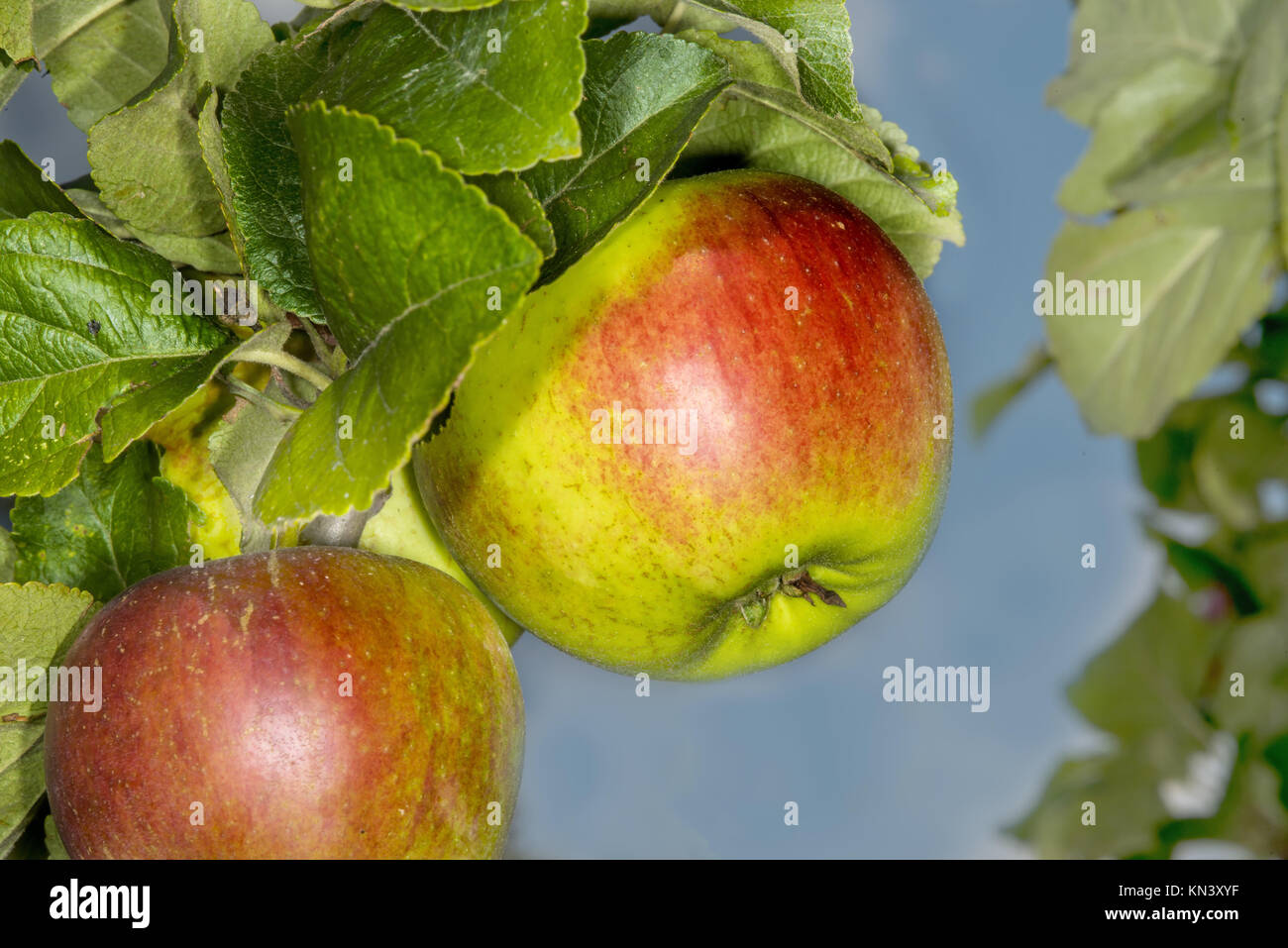 apple at a tree Stock Photo - Alamy
