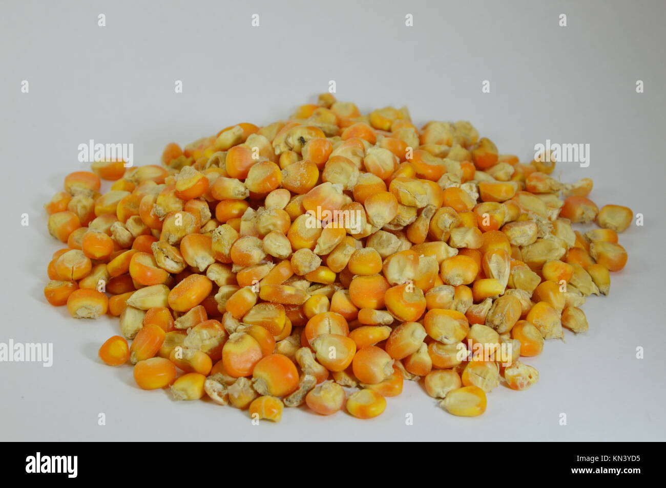 corn seed bulk on white background Stock Photo - Alamy