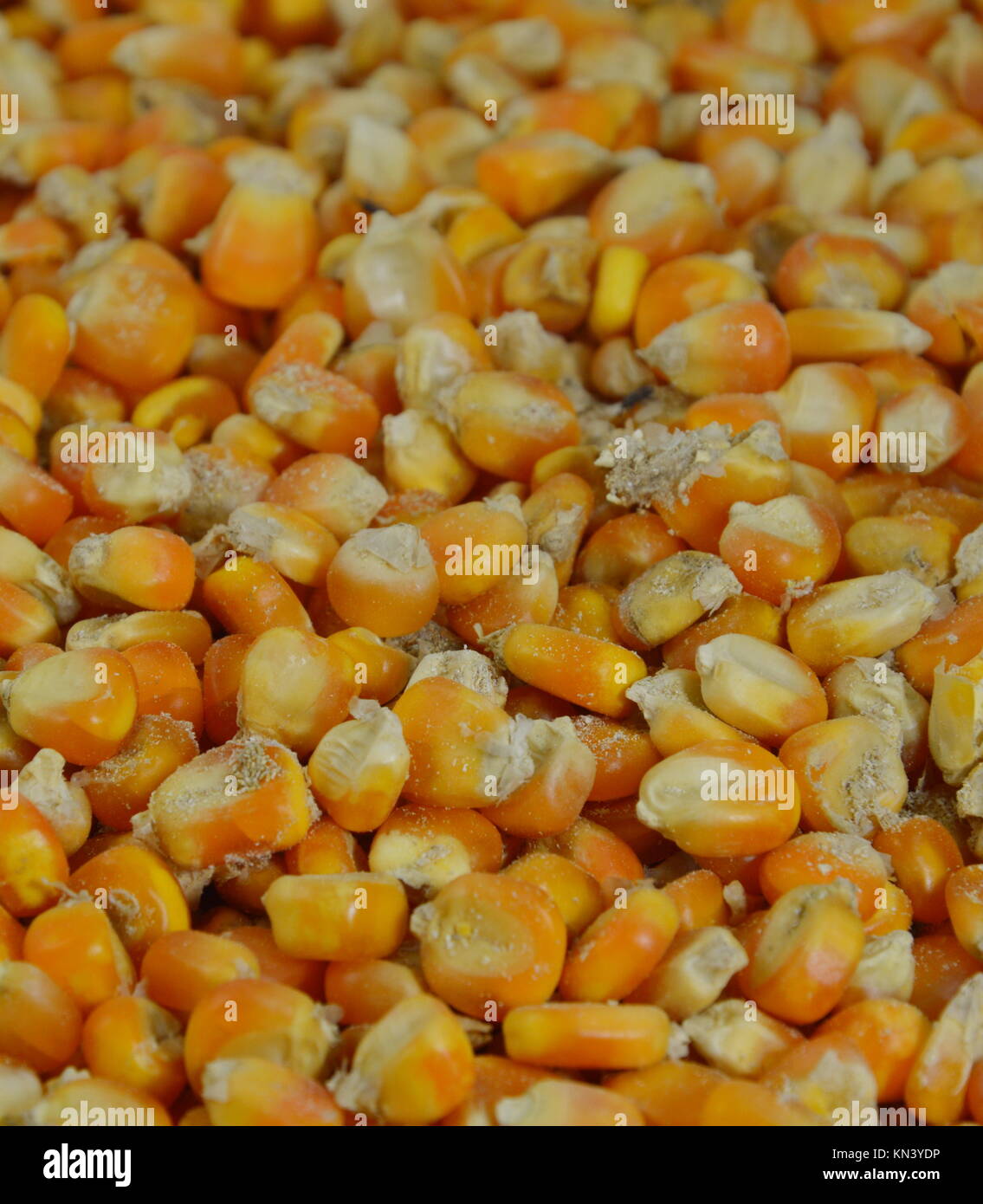 weevil feeding corn seed Stock Photo - Alamy