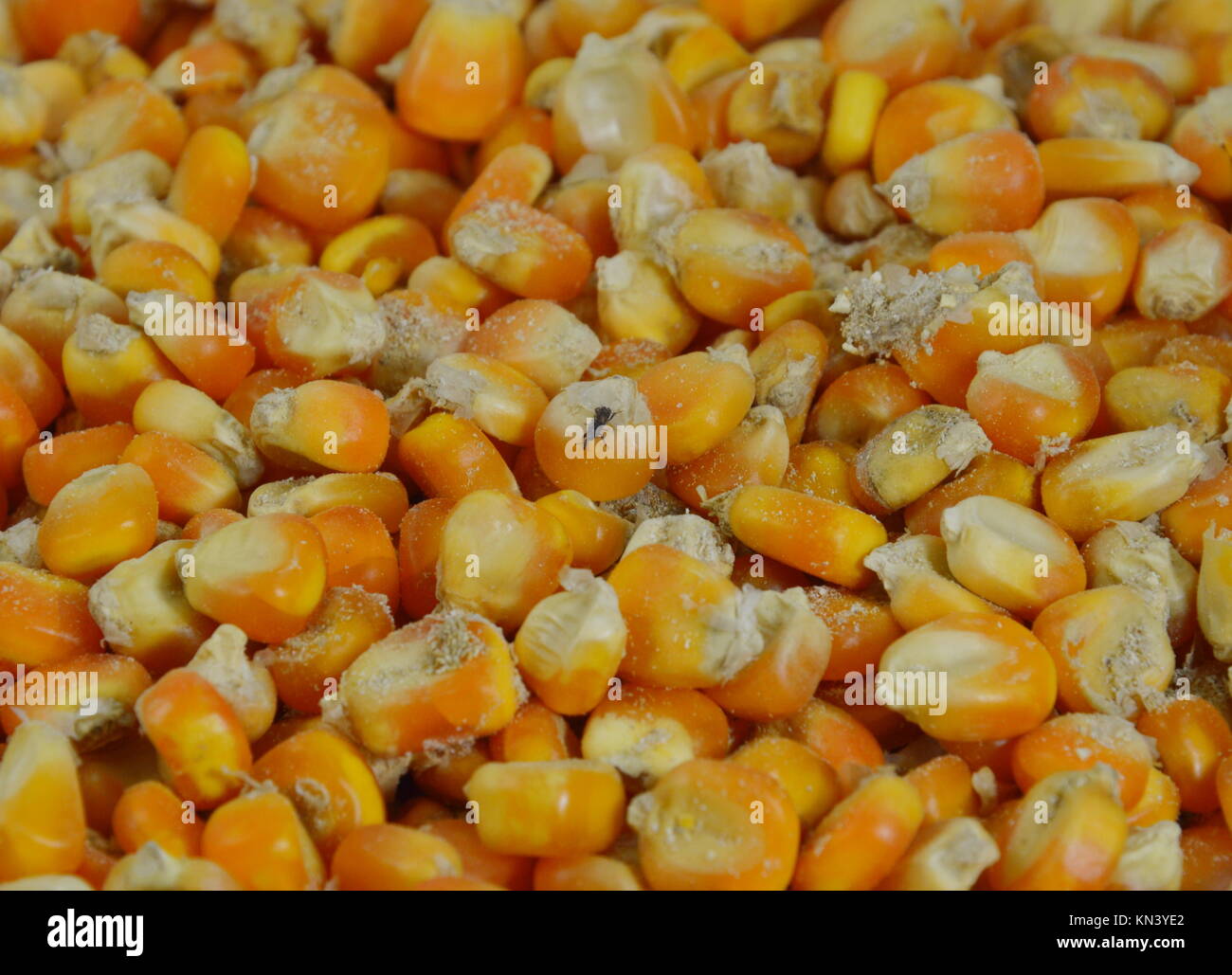 weevil feeding corn seed Stock Photo - Alamy