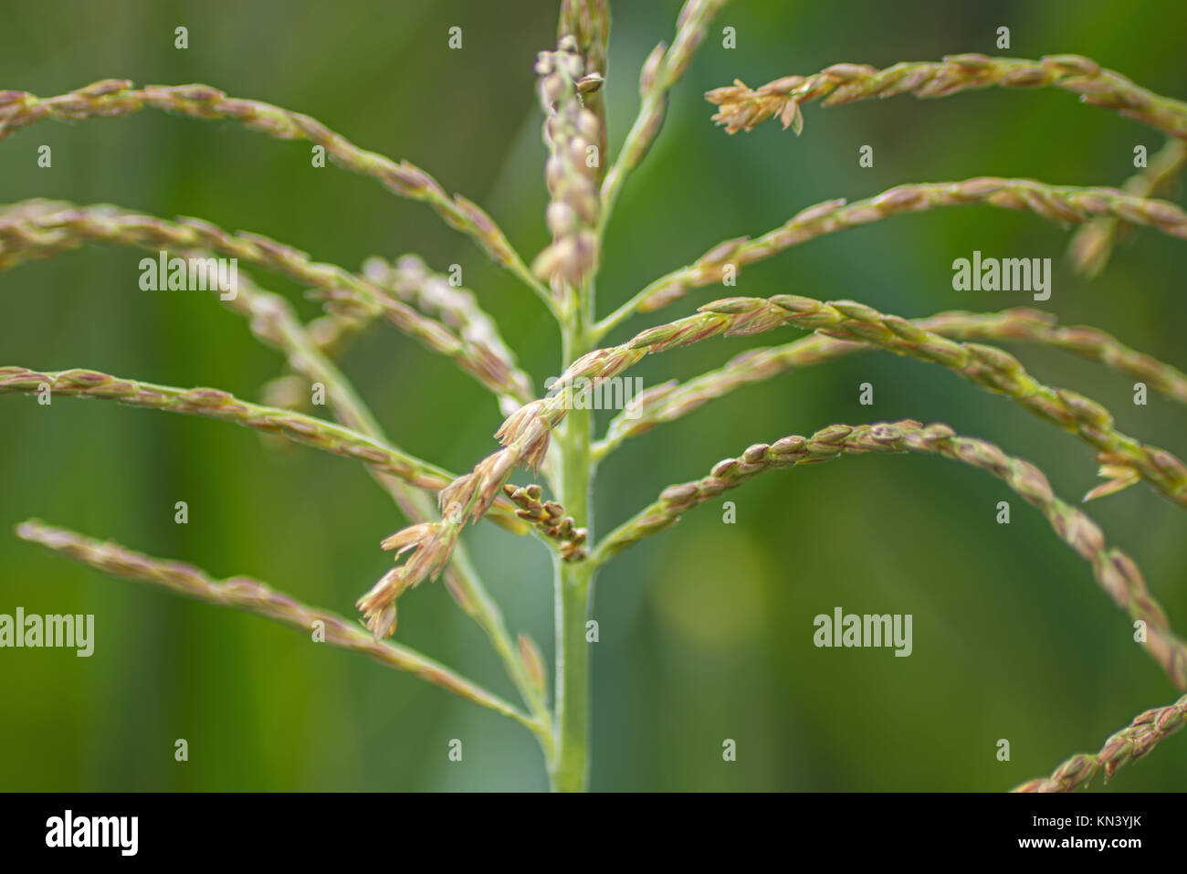Maize flower close up hi-res stock photography and images - Alamy