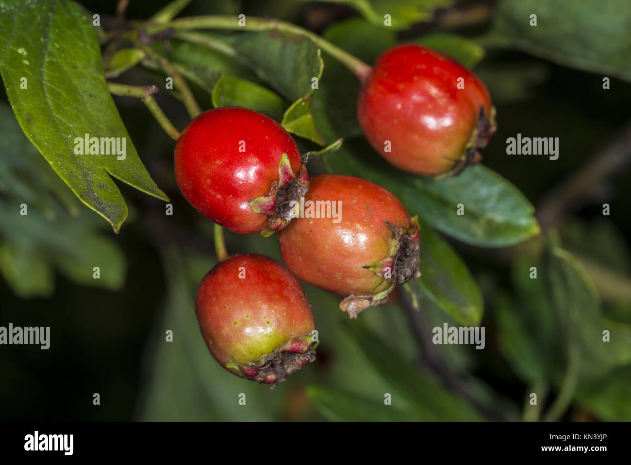 Hawthorne Plant High Resolution Stock Photography and Images - Alamy