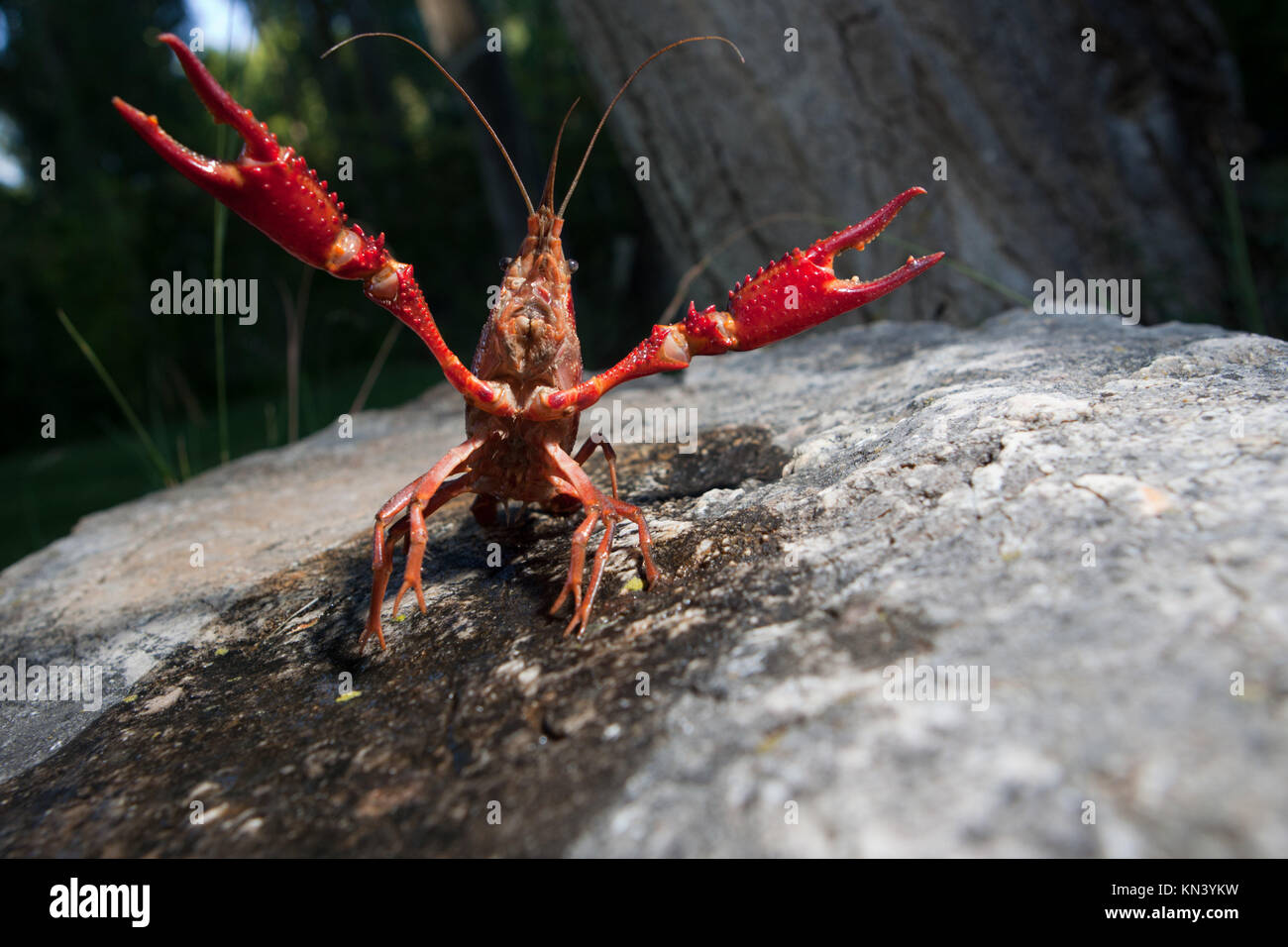 Crayfish or european crayfish hi-res stock photography and images - Alamy