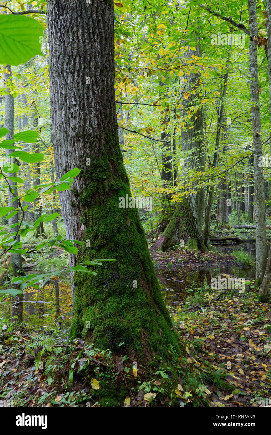 Decomposition tree forest wood hi-res stock photography and images - Alamy