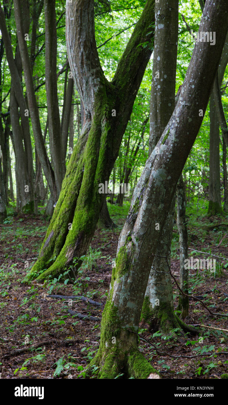 Slant tree hi-res stock photography and images - Alamy
