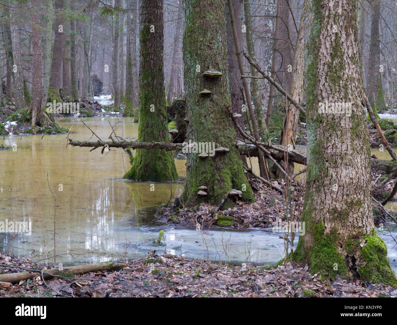 Old forest landscape hi-res stock photography and images - Alamy