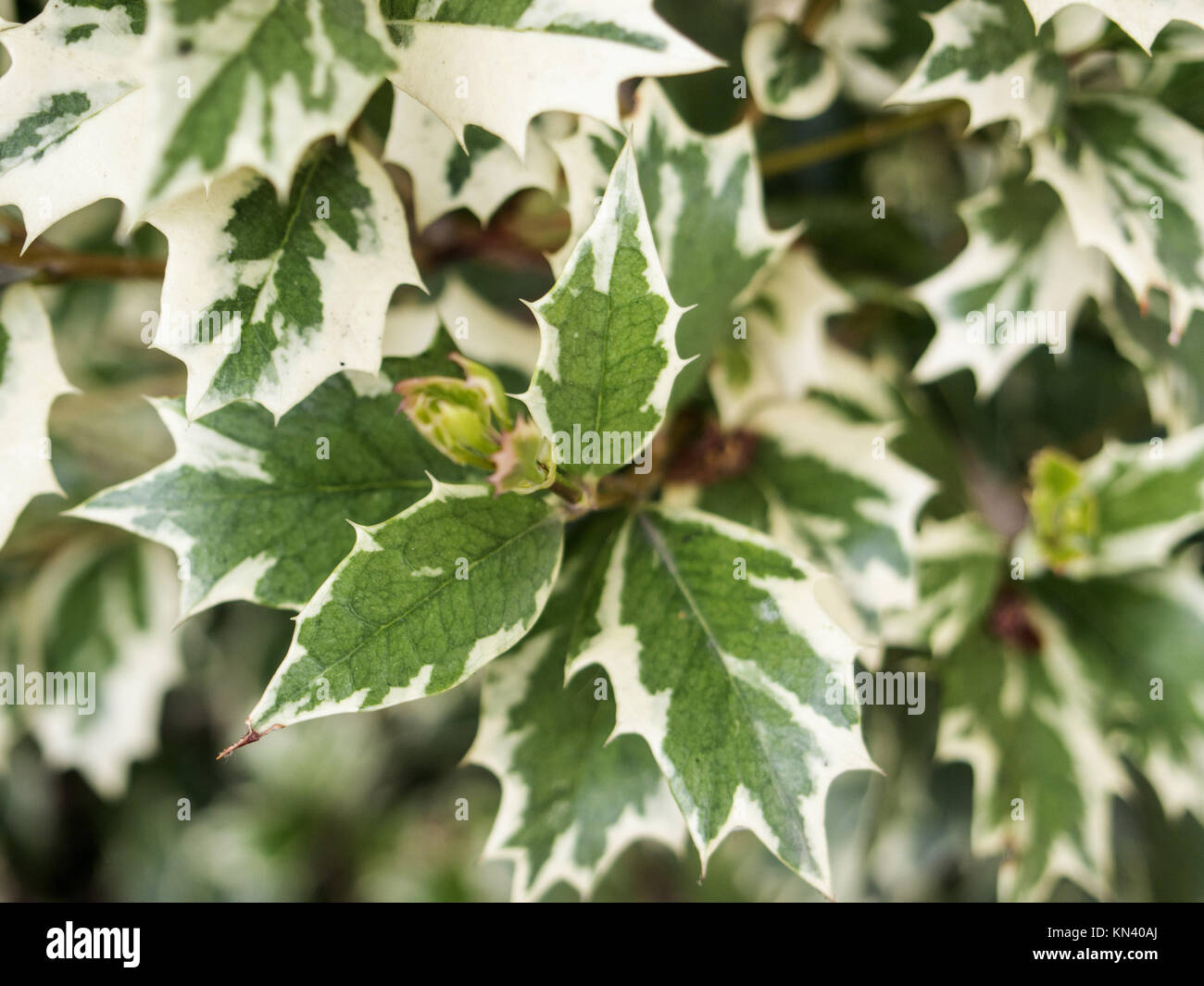 Olive tree family hi-res stock photography and images - Alamy