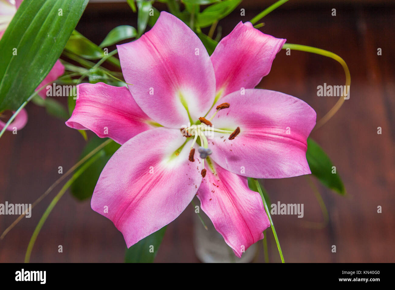 True lilies hi-res stock photography and images - Alamy