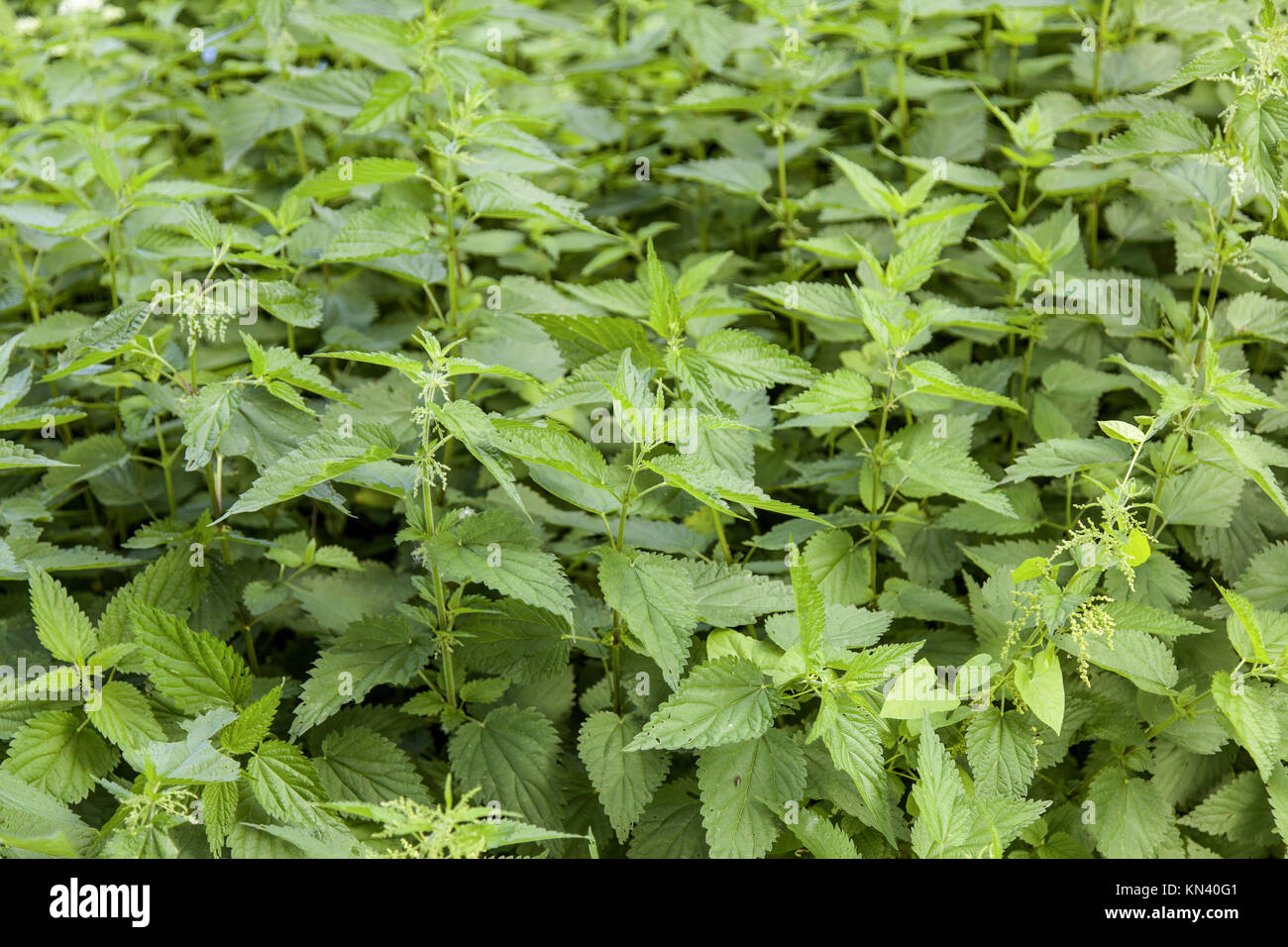 Nettle Plant Sting Stock Photos & Nettle Plant Sting Stock Images - Alamy