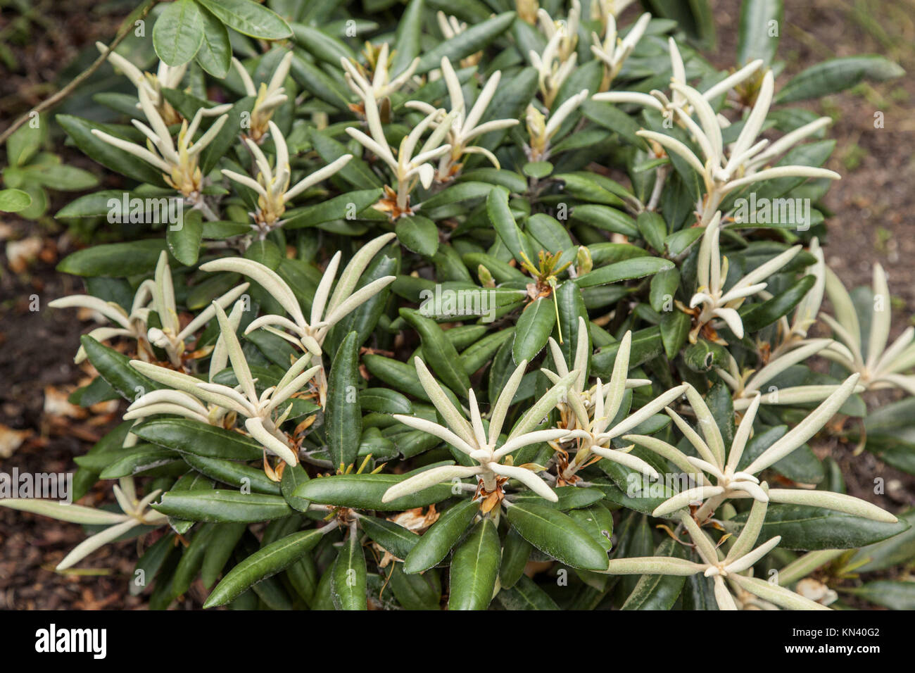 Suckering Shrub Stock Photos & Suckering Shrub Stock Images - Alamy