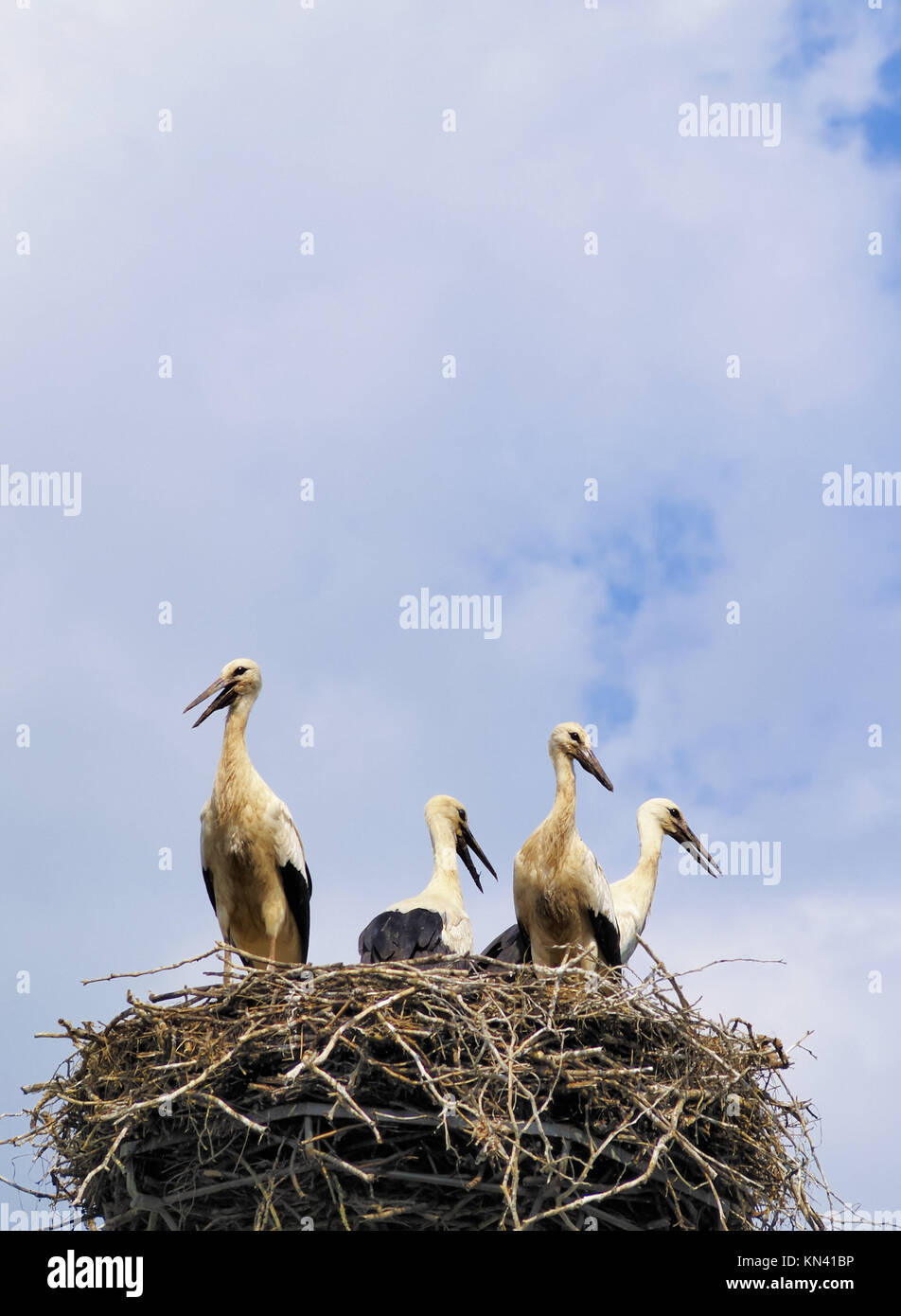 White storks poland hi-res stock photography and images - Alamy