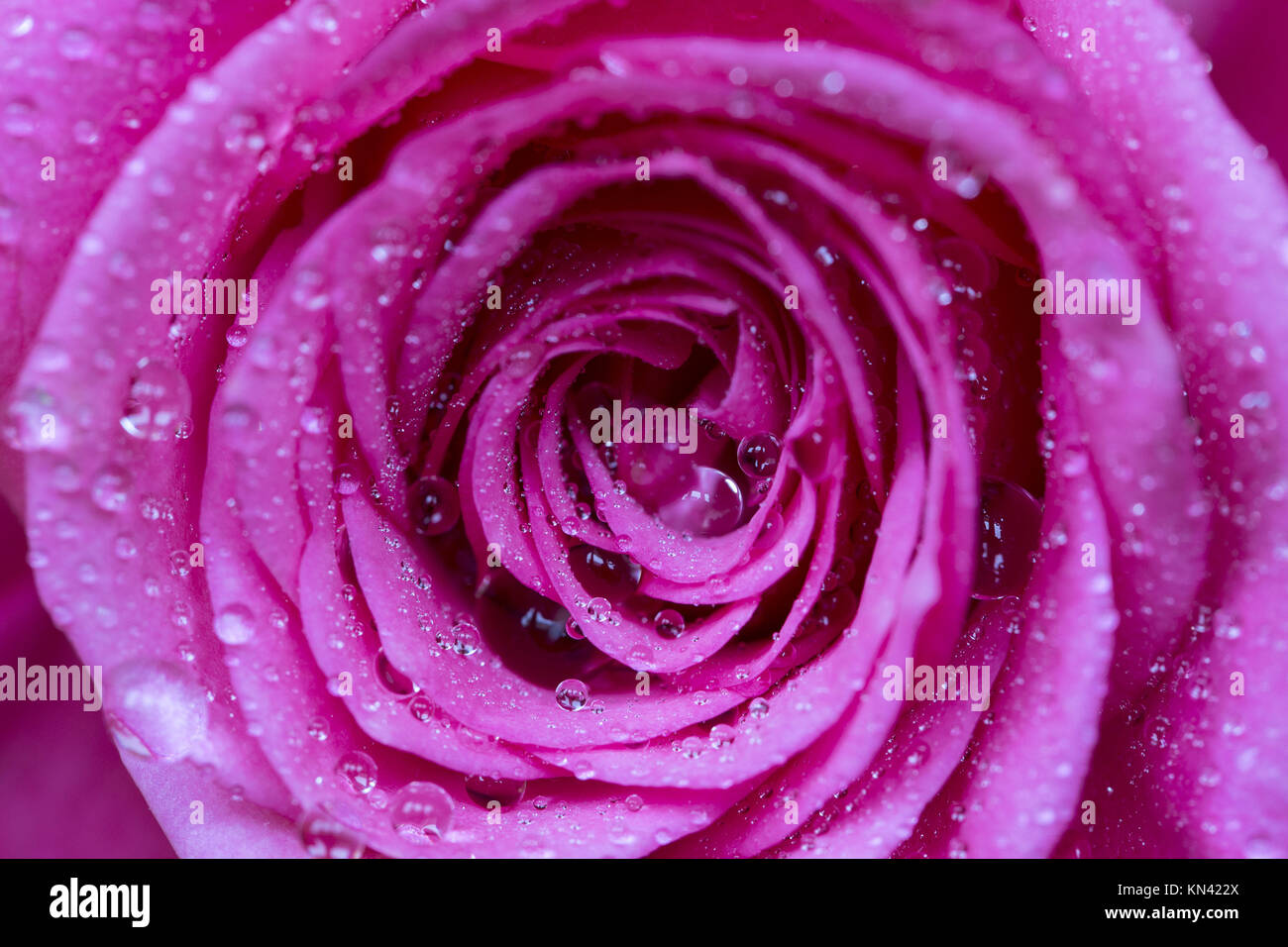 rose with drops Stock Photo - Alamy