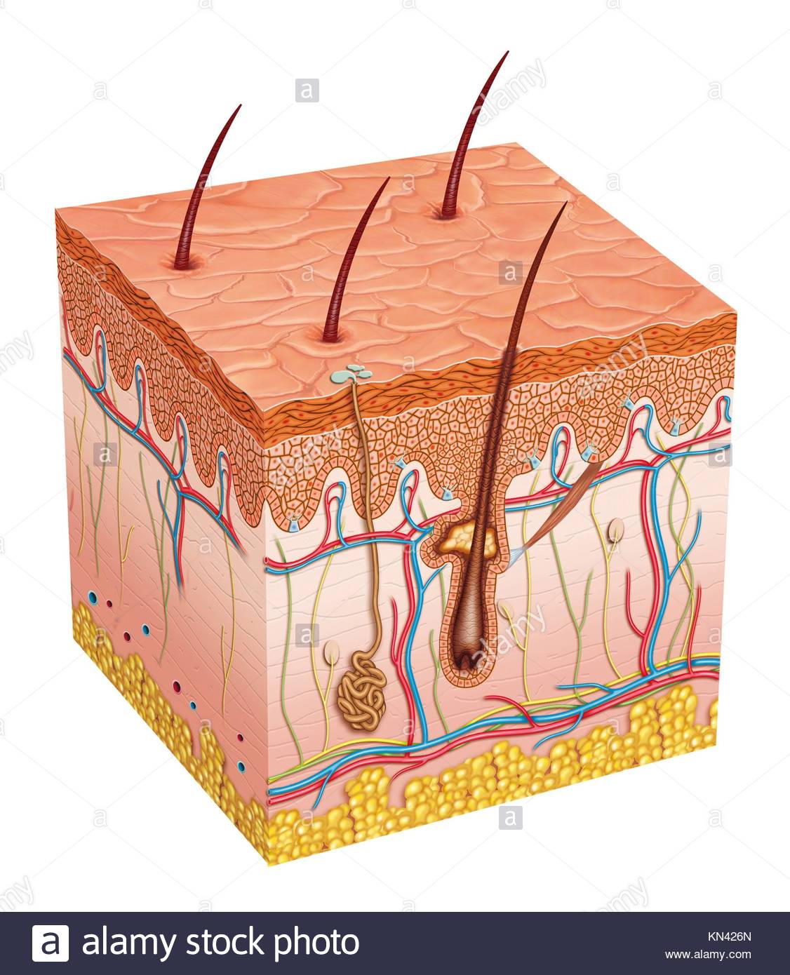 Melanocyte Stock Photos & Melanocyte Stock Images - Alamy