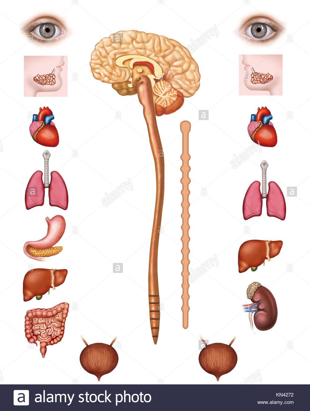 Parasympathetic Stock Photos & Parasympathetic Stock Images - Alamy