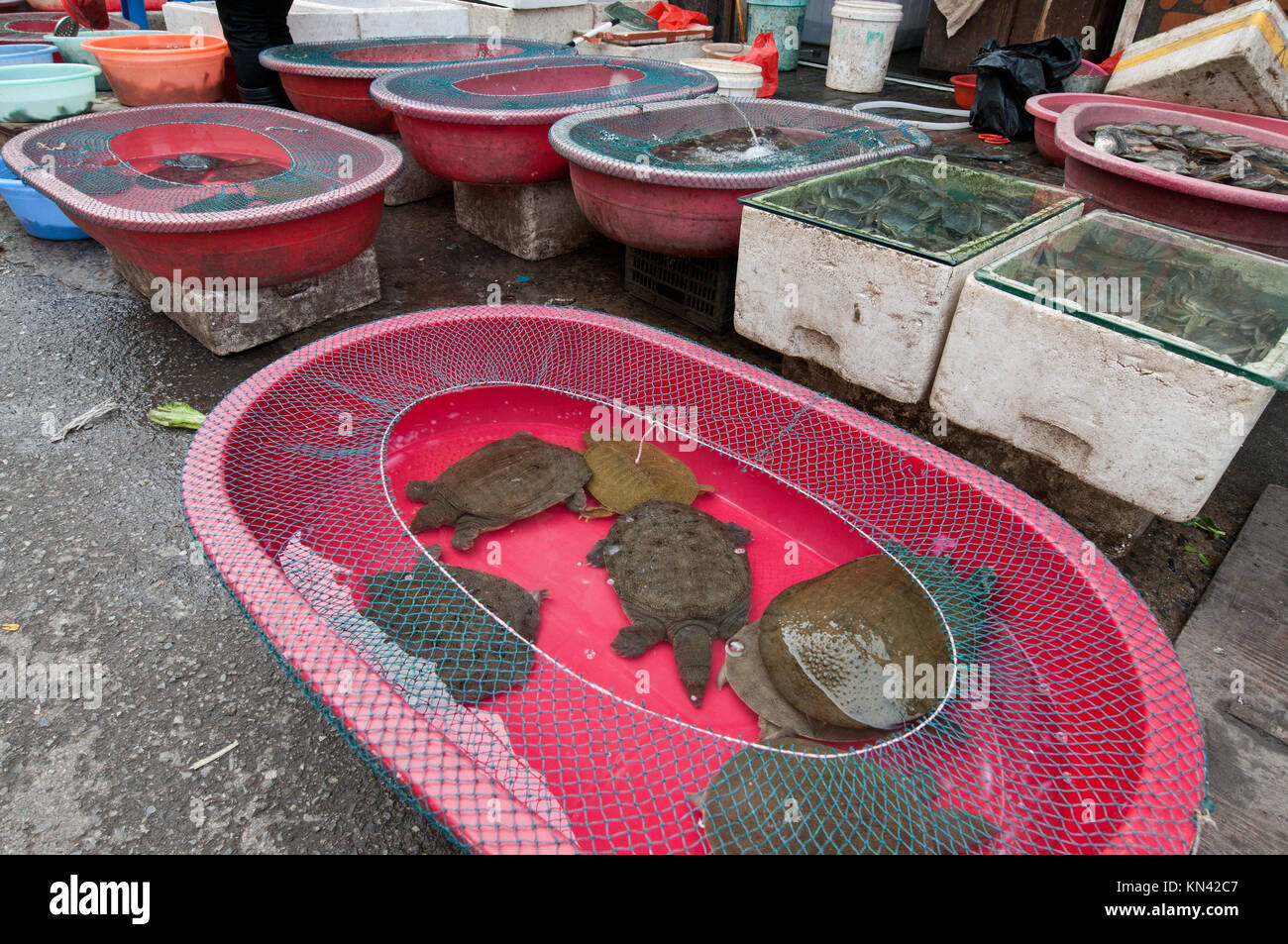 Turtle China High Resolution Stock Photography and Images - Alamy