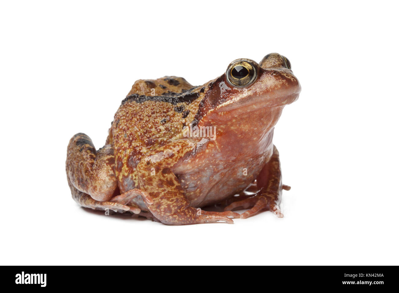 Single brown frog on white background Stock Photo - Alamy