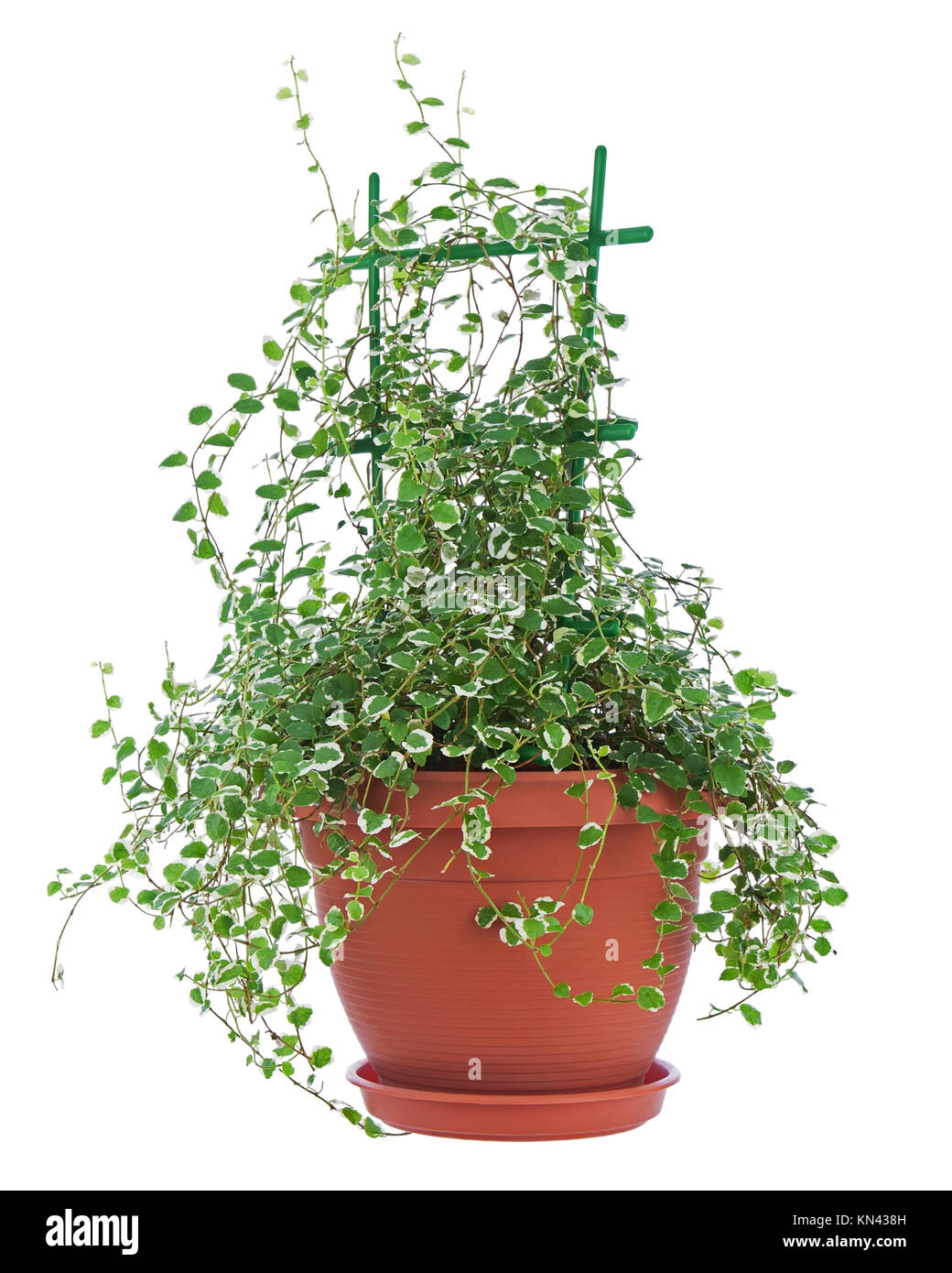 Ficus pumila ""White Sunny"" isolated on white background. Closeup ...